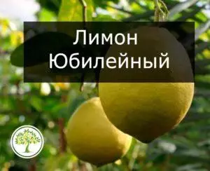 Апісанне цытрыны гатункі Юбілейны, яго пасадка і сыход у хатніх умовах