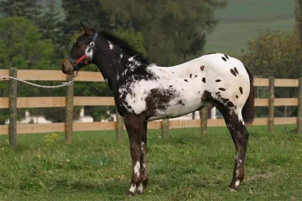 Apalusa horse.