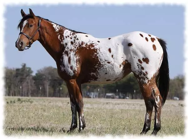 Apalusa horse.