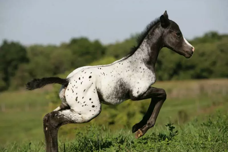 Apalusa horse.