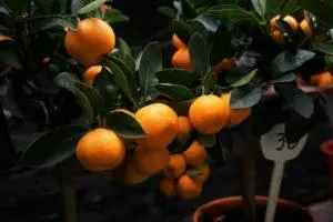 Conas crann tangerine a phionáil sa bhaile