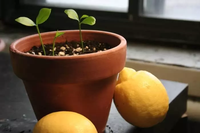 Criação de limão