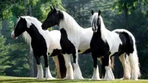 Descrición, pros e contras dos cabalos da raza do Tinker, as regras de contido e os custos