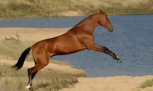 एक सुंदर घोड़ा
