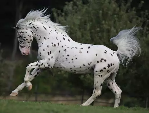 एक सुन्दर घोडा