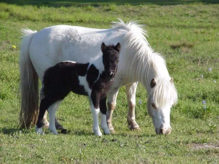 Pony Newfoundland