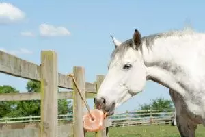 Beneficiile și prejudiciul de sare pentru cai, cum să dea LISUNETS și ce să alegeți