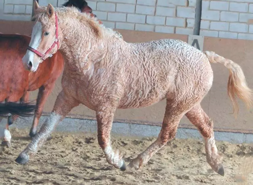 American curly horse
