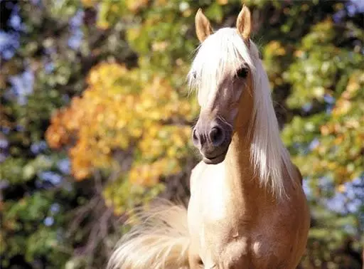 kuda yang cantik