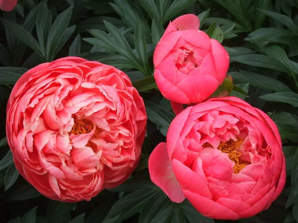 Peony herbaceous coral