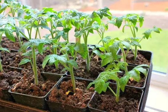 Wanneer tomaten op zaailingen in 2021 planten, rekening houdend met de regio en variëteit