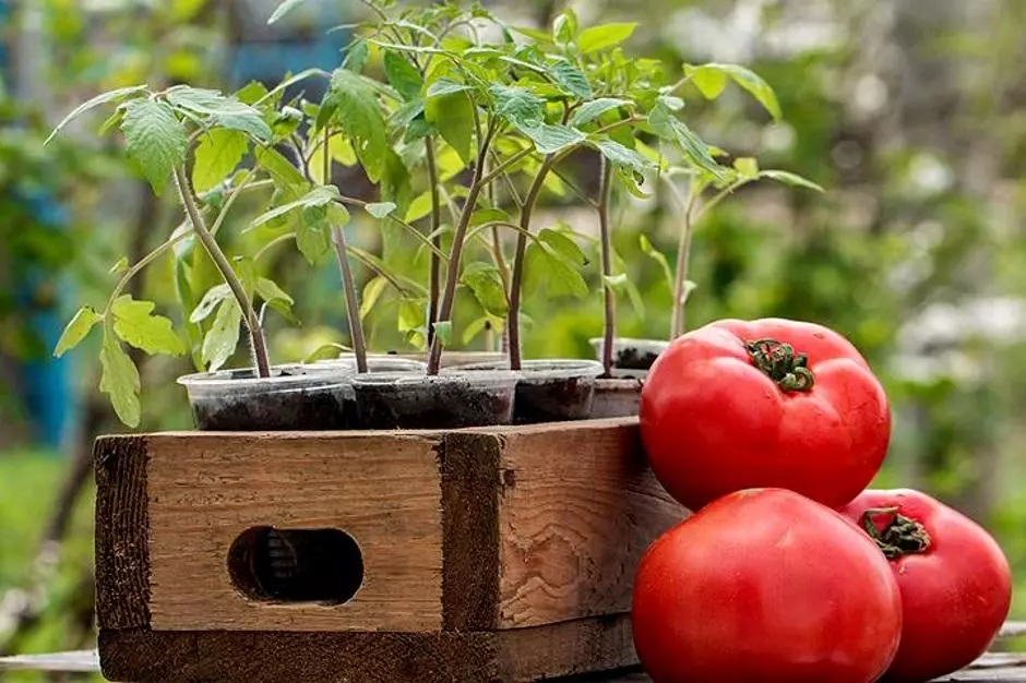 Seedling Tomato