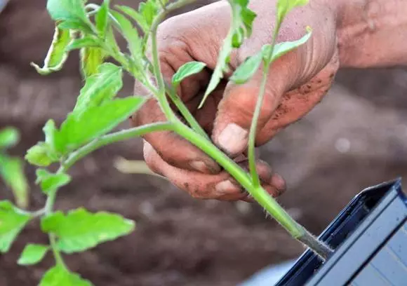 Seedling Tomaat