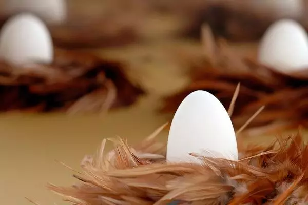 Jajca v perja