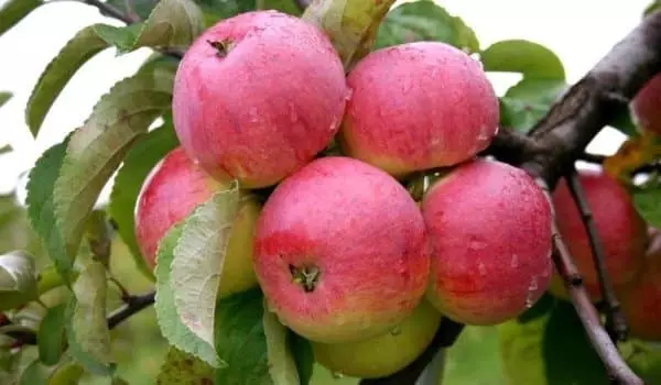 яблуня Боровінка