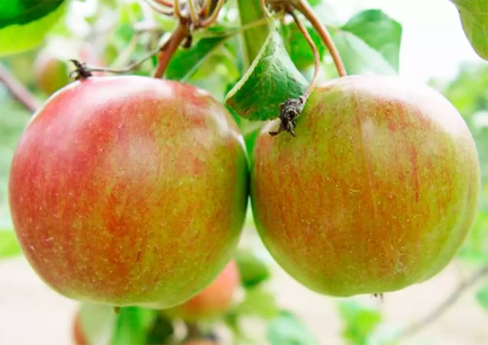 사과 나무 krapachanta.
