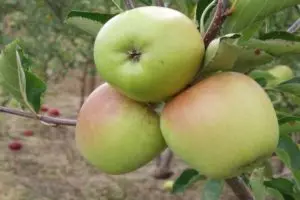 Опис сорти яблуні Корей і характеристики, врожайність і історія селекції
