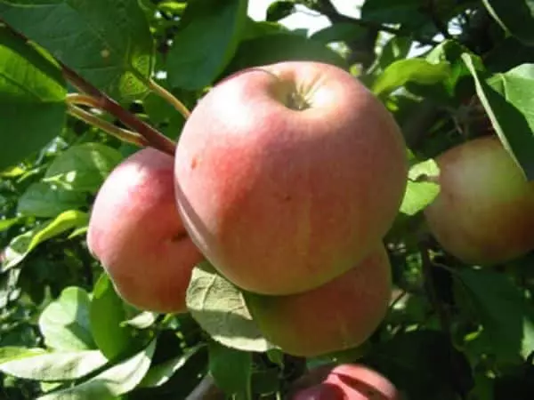 Apple Tree Borovinka.