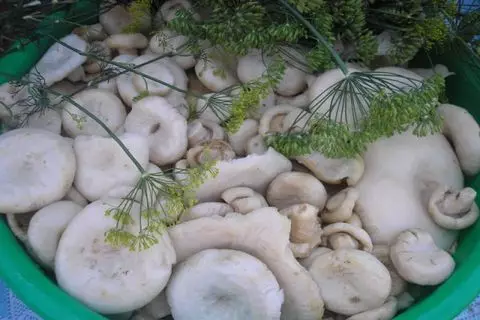 Gljive u Durcelu