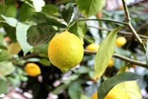 Deskripsi Lemon Variety Novogruzinsky, Landing and Home Landing Aturan