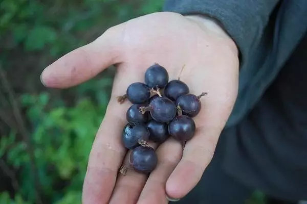 黑色鵝莓