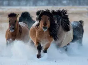 Charakteristikos Yakutian veislės žirgų, priežiūros, turinio ir praskiedimo