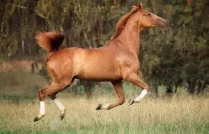 Опис коней тракененской породи, правила утримання і вартість