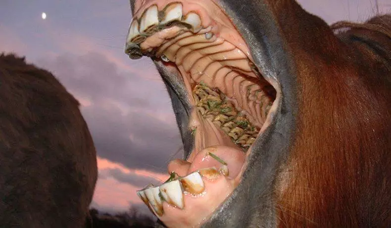 Ýüňki dişleri