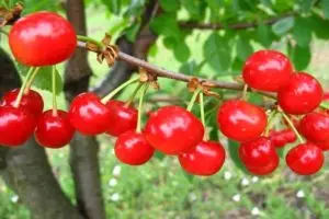 Características e descrición do grao inicial de Cherry Plink, polinizadores e variedades