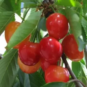 Descrição e características de variedades de cereja sensibilidade, plantio e cuidados