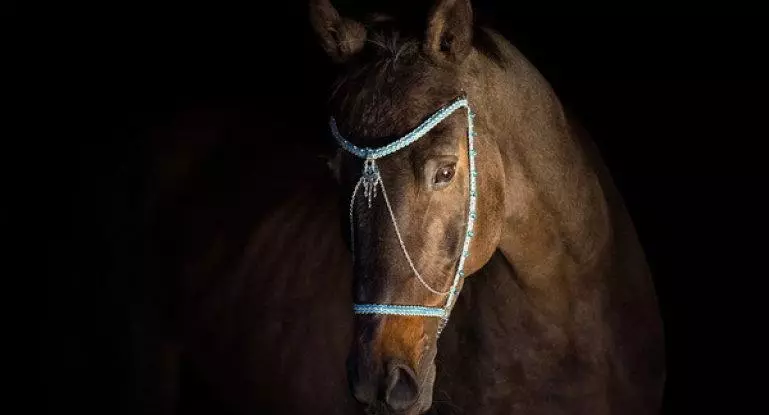 Tá capall tame leis an halter