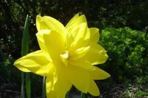 ລາຍລະອຽດແລະຄຸນລັກສະນະຕ່າງໆຂອງ Narcissus Golden Ducat, ການລົງຈອດແລະການດູແລ
