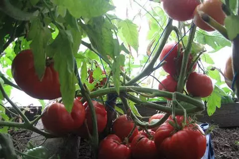 Verzameling van tomaten