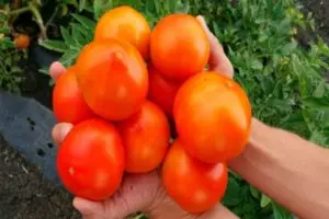 Опис сорту томату Вірні друзі, відгуки і врожайність