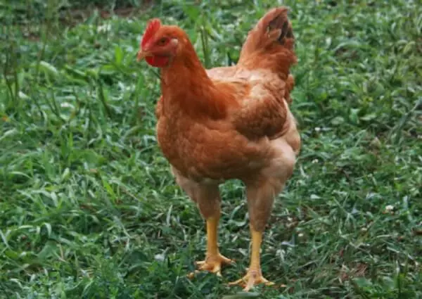 Chicken Sasso