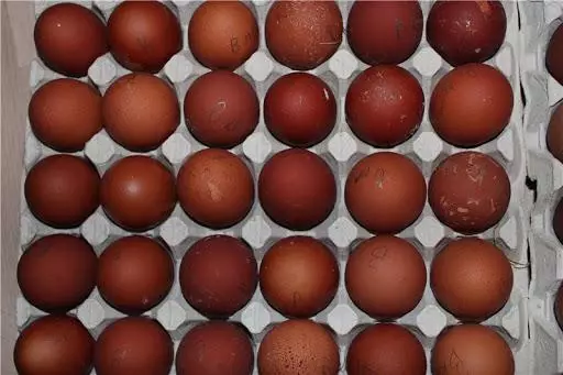 Много яйца