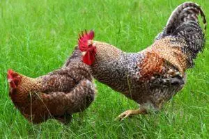 Descripció i característiques de la raça de bilefelder de pollastre