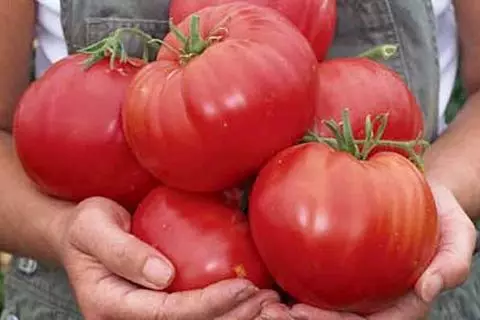 Tomat Siberian Miracle: Karakteristik ak Deskripsyon nan varyete nan, sede ak foto