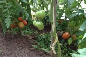 Beschrijving en kenmerken van tomaat Kapia Pink