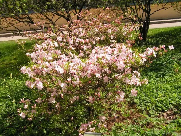 Rhododendron Shlippenbach.