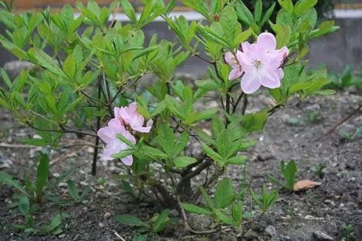 Rhododendron Shlippenbach.