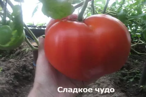 Makita sa Tomato Sweet Milagro