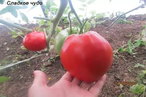 Tomatensüßes Wunder.
