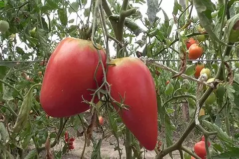 Tomat vokser