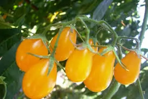 Tomaten variëteit