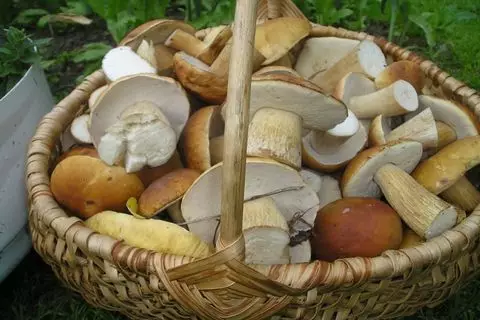 在篮子里的白色蘑菇