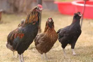 Описание и характеристики на породата Araucan пилета, развъдните функции