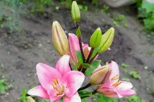 Jak propagovat lilie váhy, děti, řízky po kvetení a semena
