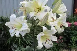 Description of the best varieties of tree lily, landing and outdoor care
