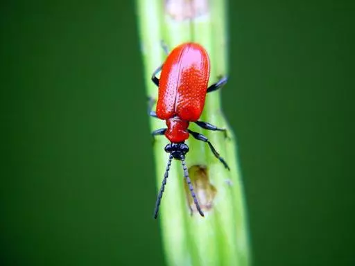 Czerwone chrząszcze lub pęknięcia